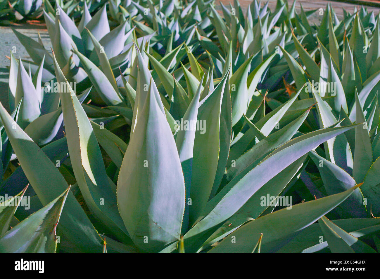 Blue Agave, Oaxaca, Mexico. Agave are cultivated and harvested for ...