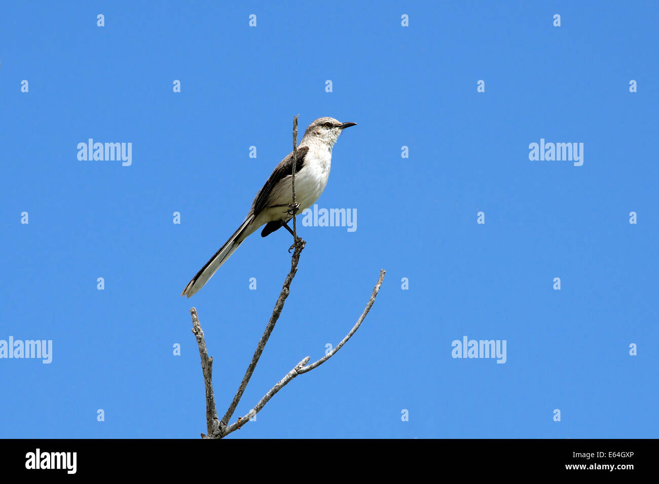 Tropical Mockingbird Soliman Bay Tulum Yucatan Mexico Stock Photo - Alamy