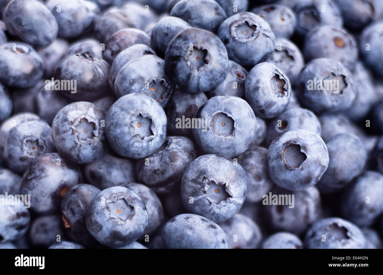 Blue blueberries closeup hi-res stock photography and images - Alamy