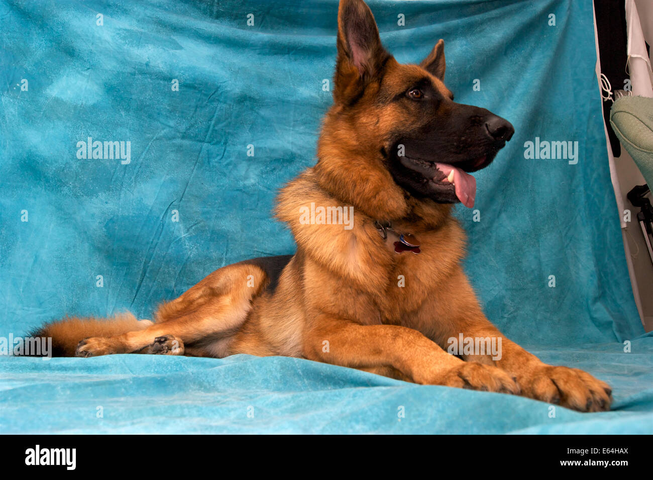 Mottled fur background hi-res stock photography and images - Alamy