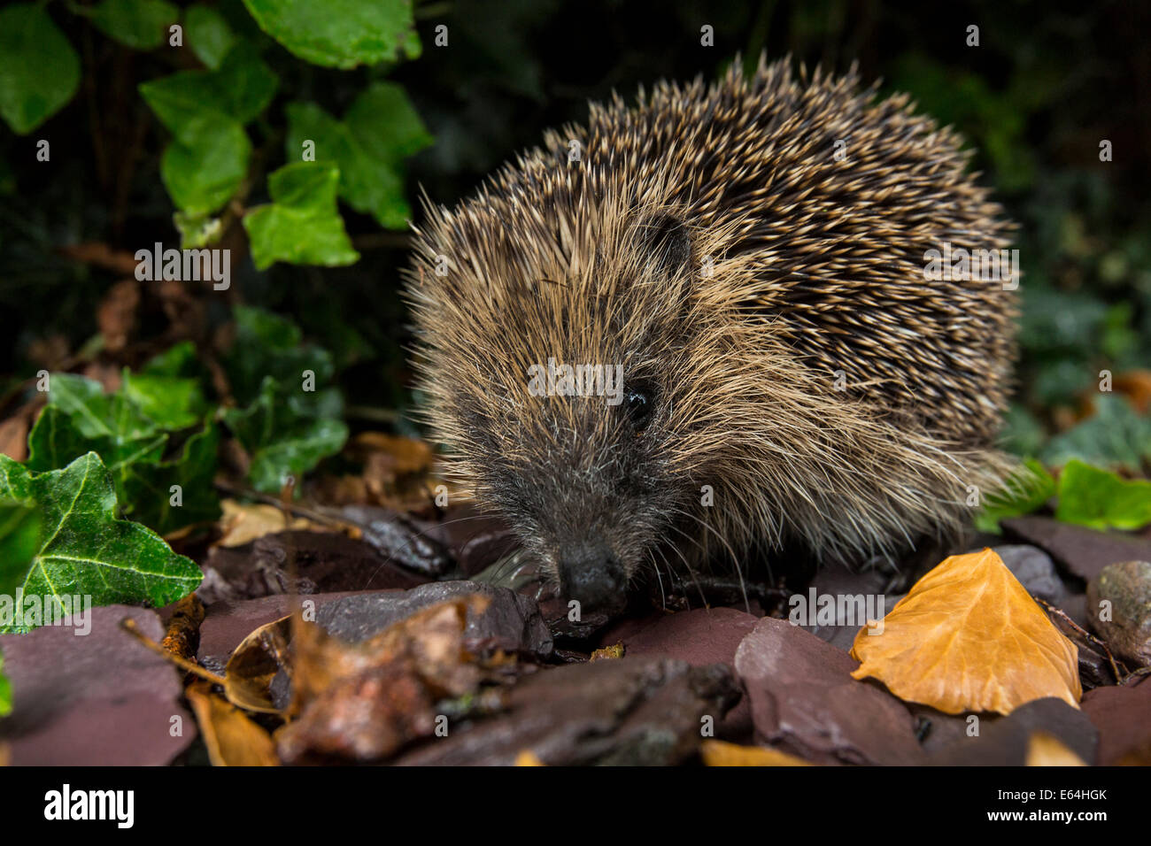 Western hedgehog european hedgehog erinaceus hi-res stock photography ...