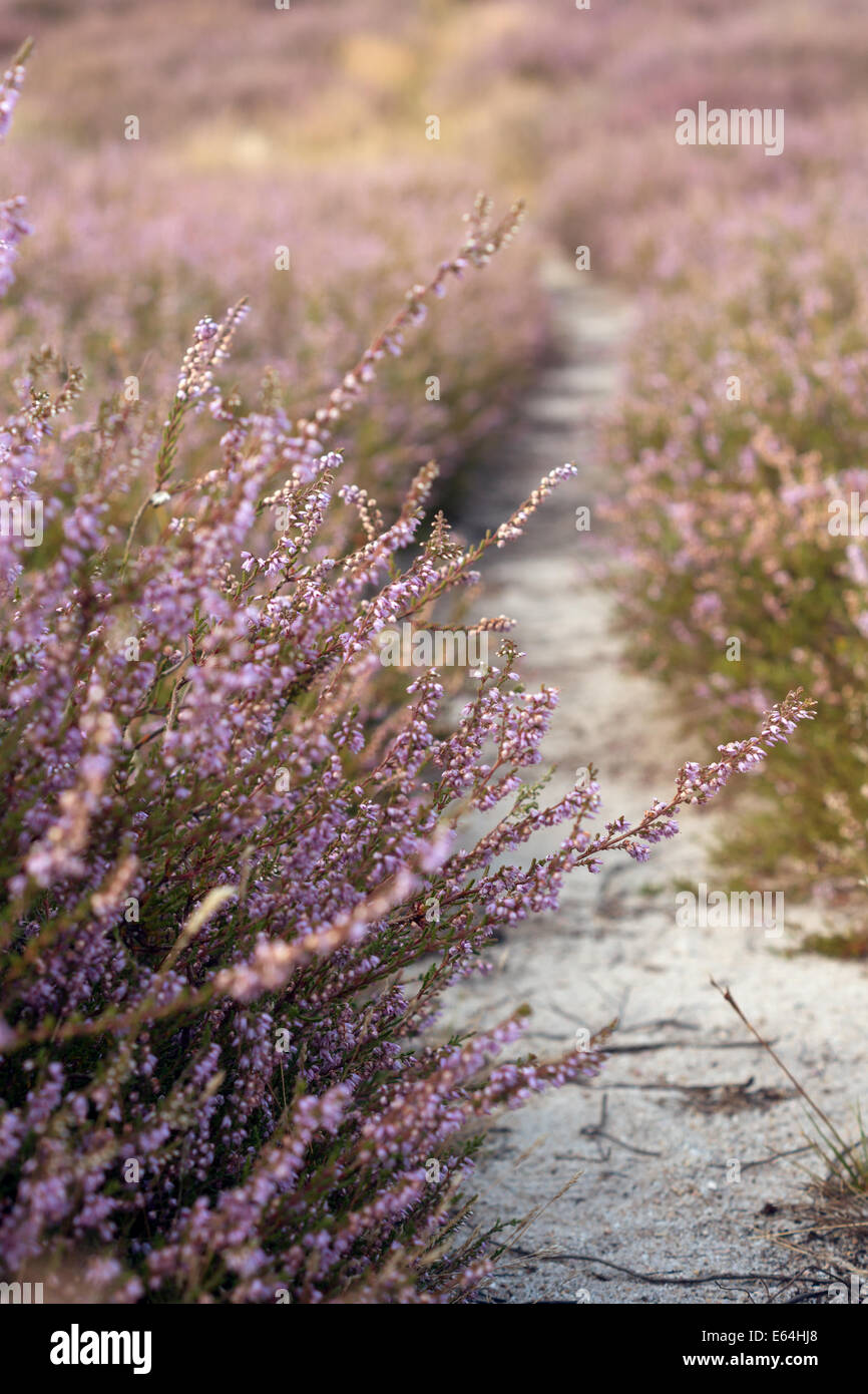 Heather sky clouds on hi-res stock photography and images - Alamy