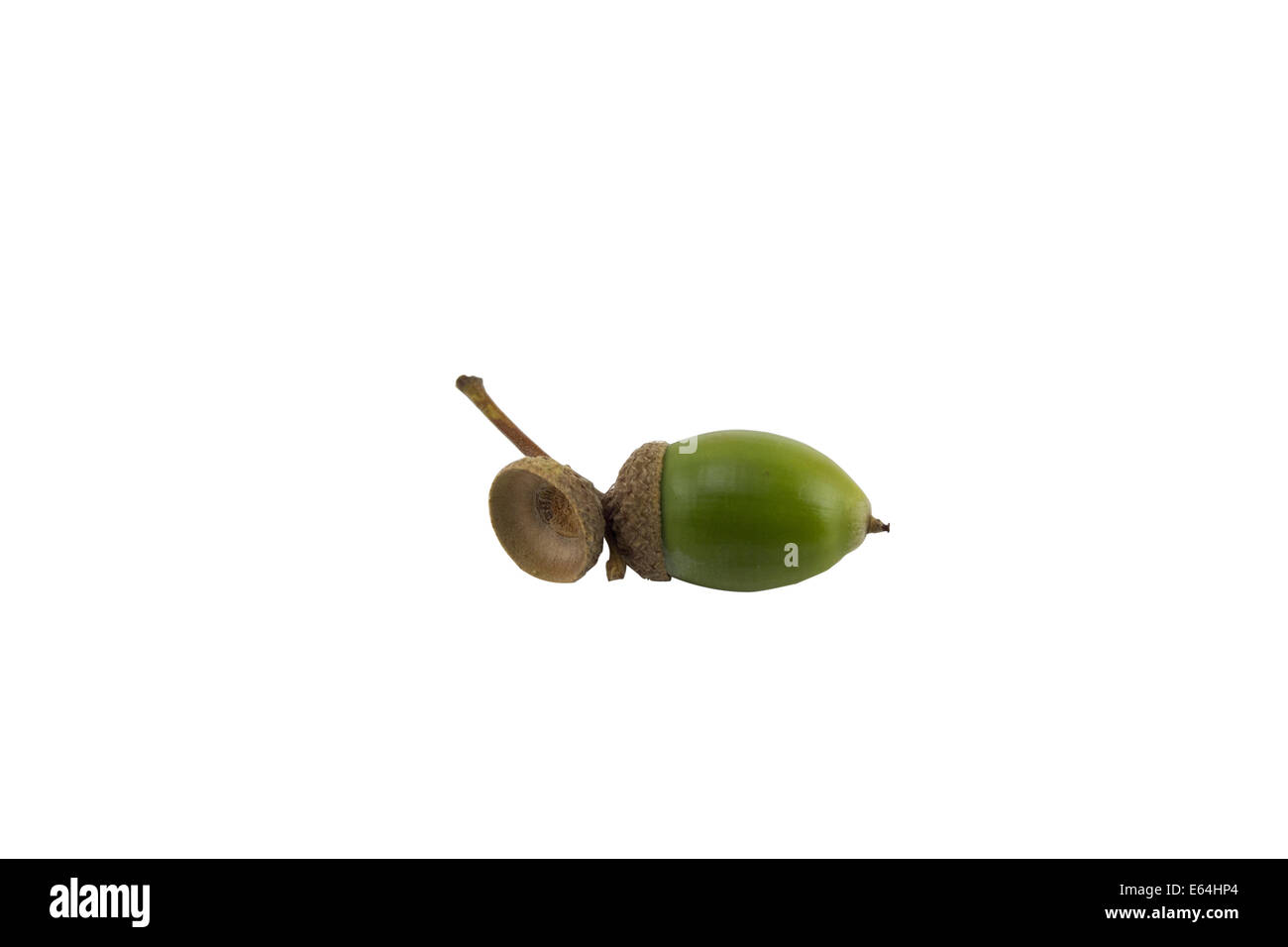 Green acorn on a white background Stock Photo - Alamy