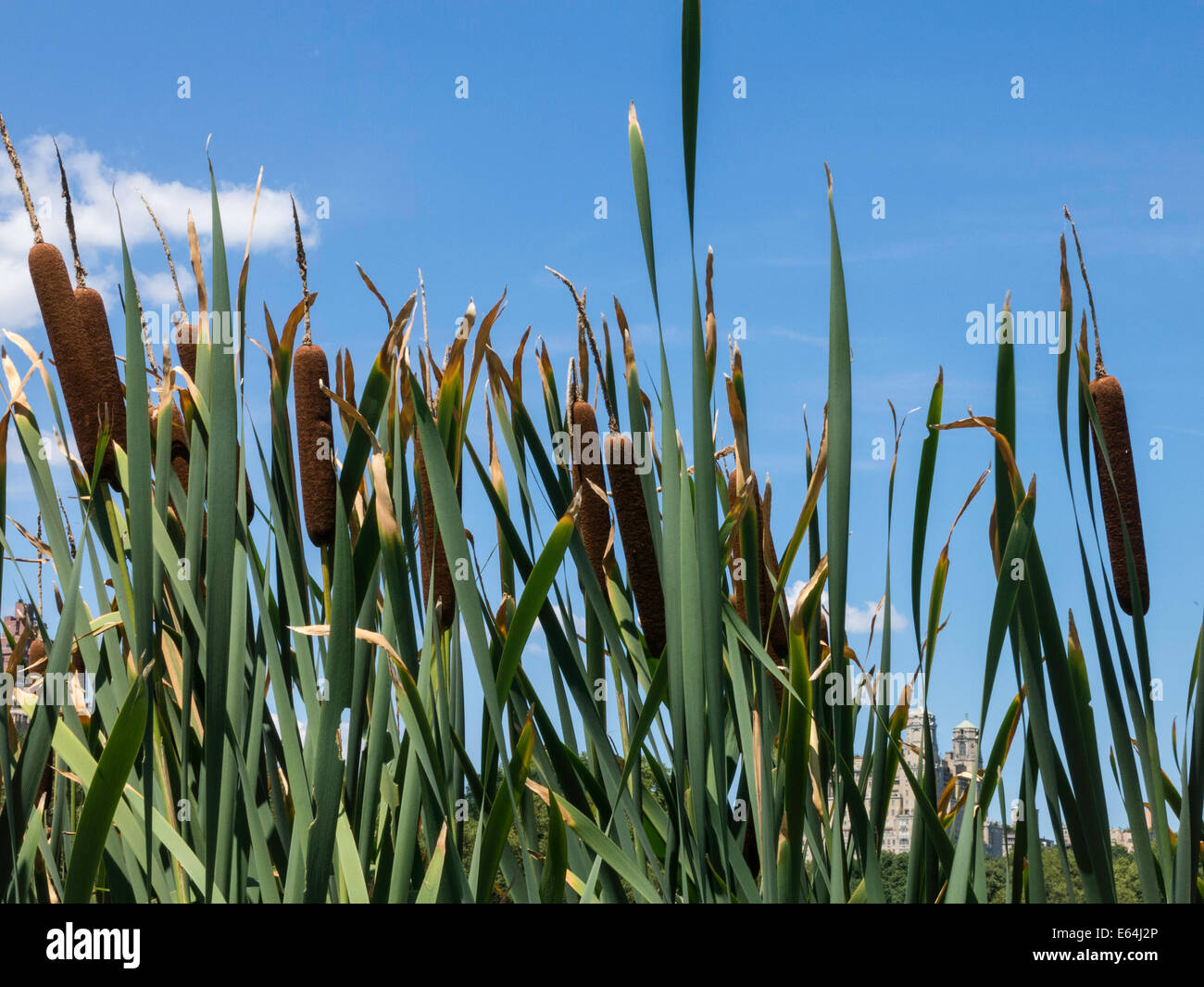 Cattails Against Blue Sky Stock Photo - Alamy