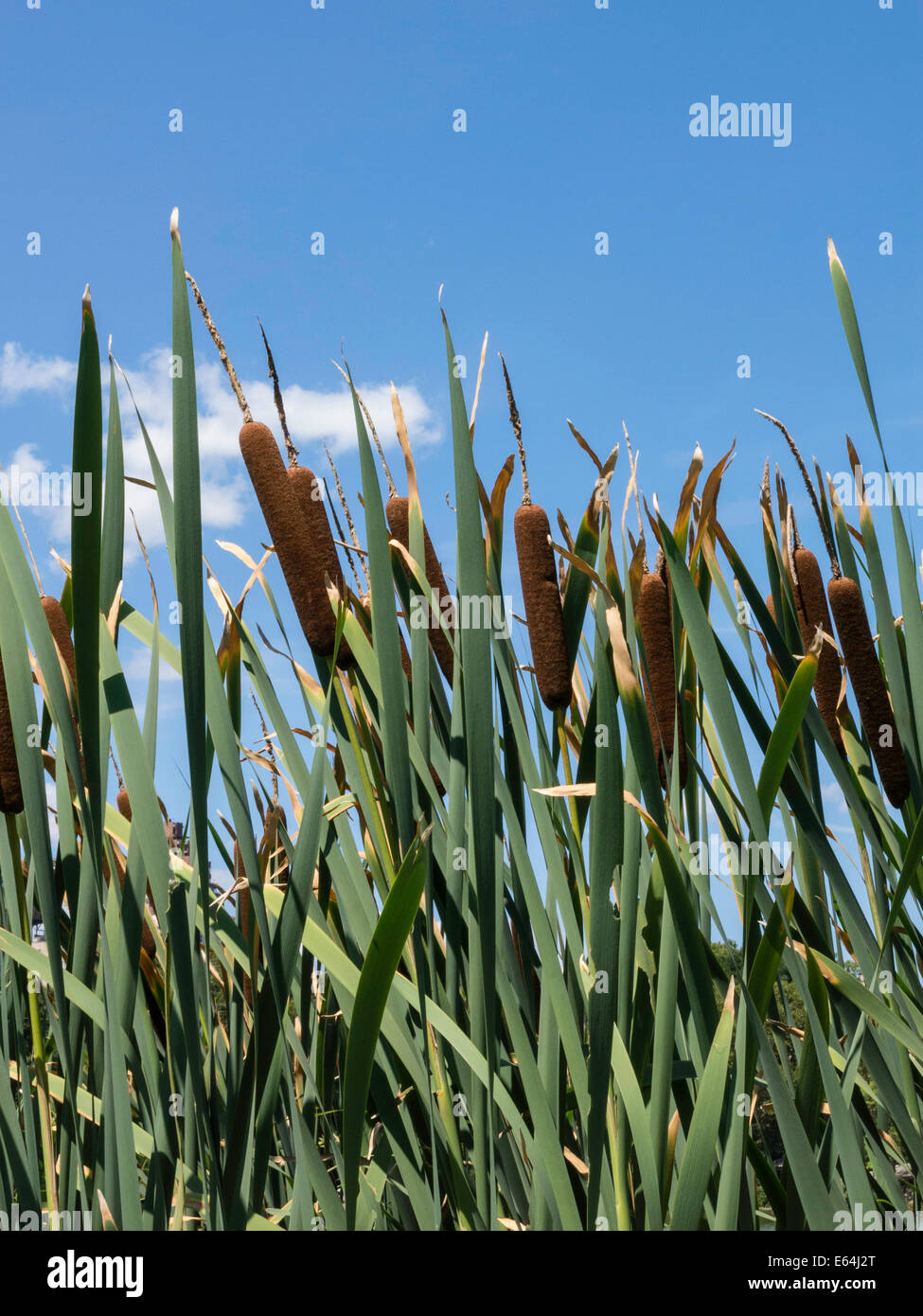 Cattails Against Blue Sky Stock Photo - Alamy