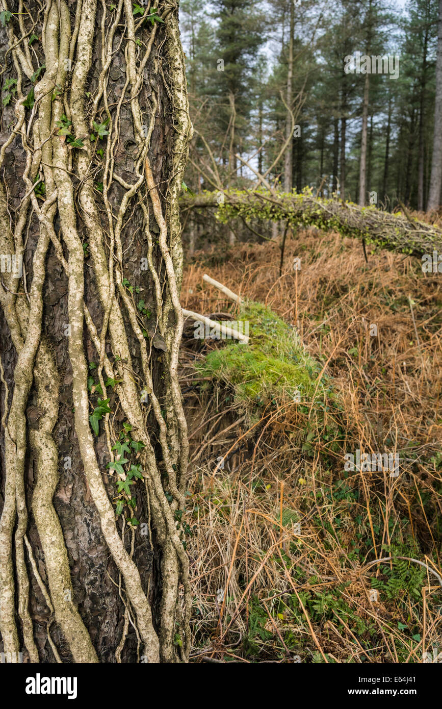 Ivy clad trees at Drochduil forest in Scotland Stock Photo - Alamy