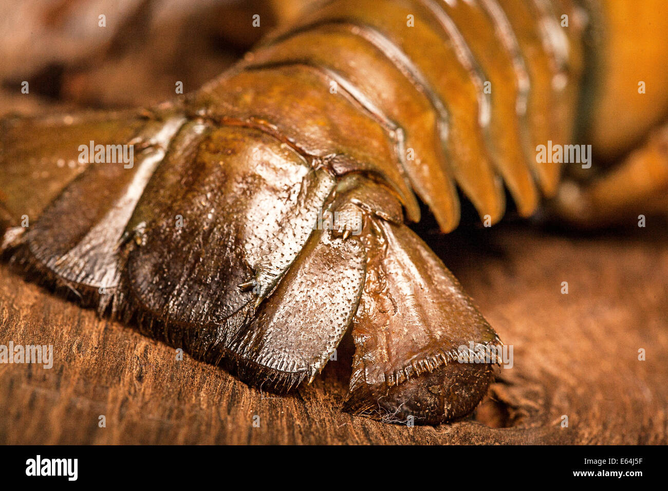 Crabfish hi-res stock photography and images - Alamy