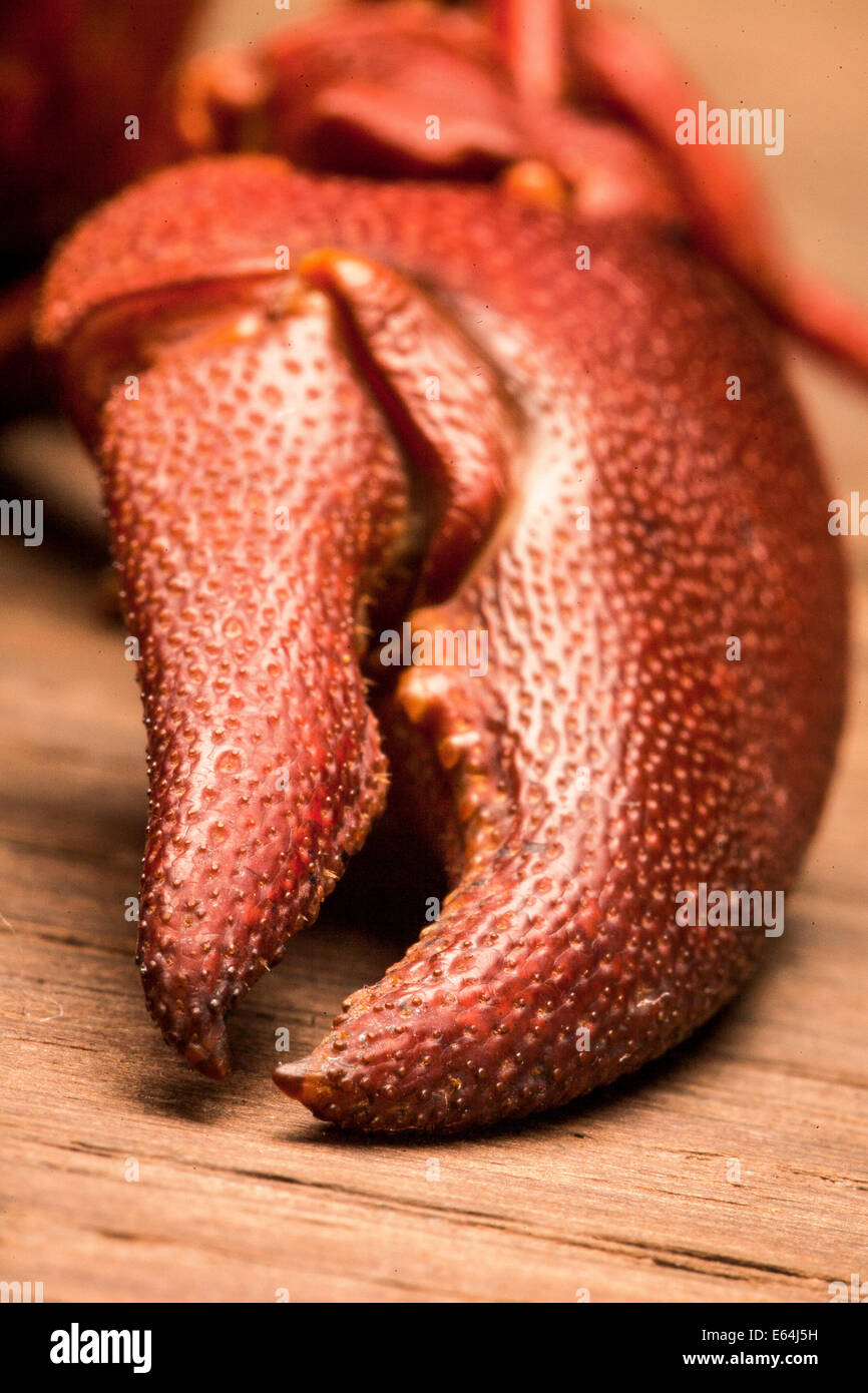 Crabfish hi-res stock photography and images - Alamy