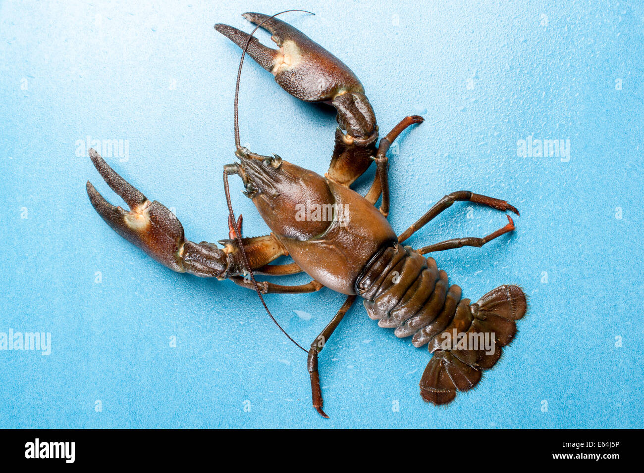 Crabfish hi-res stock photography and images - Alamy