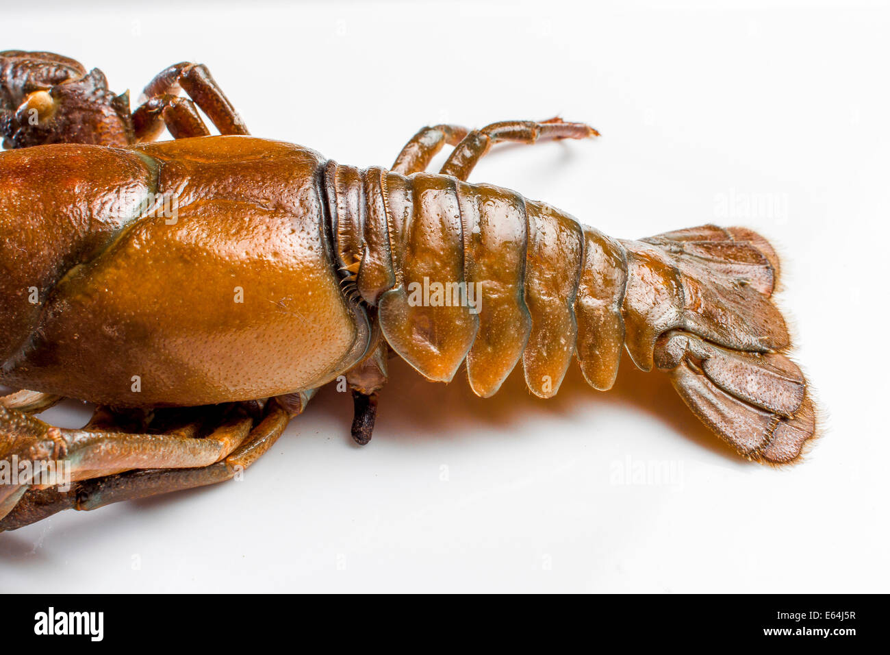 Crabfish hi-res stock photography and images - Alamy