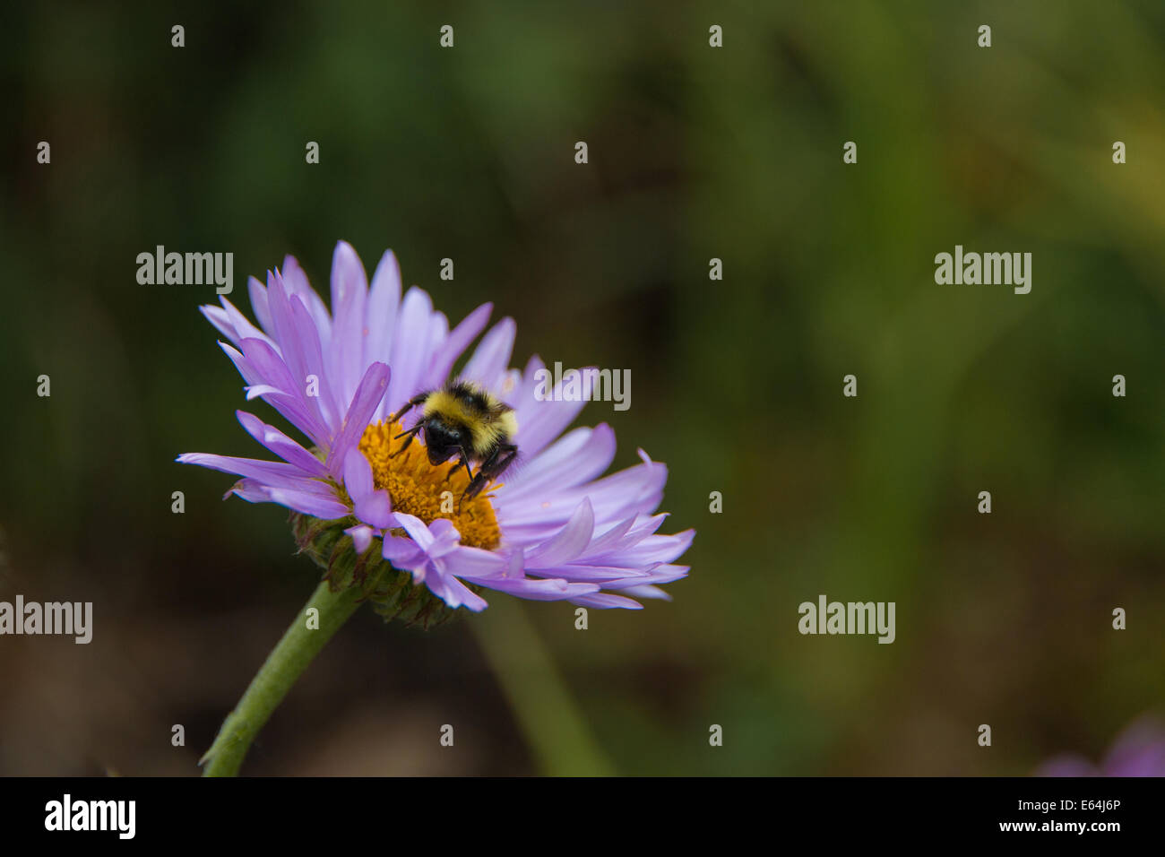 Tansy aster hi-res stock photography and images - Alamy