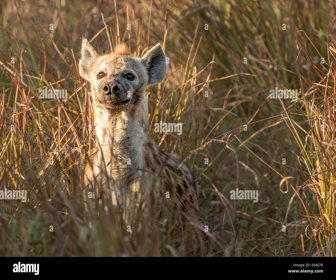 Hyena with blood hi-res stock photography and images - Alamy