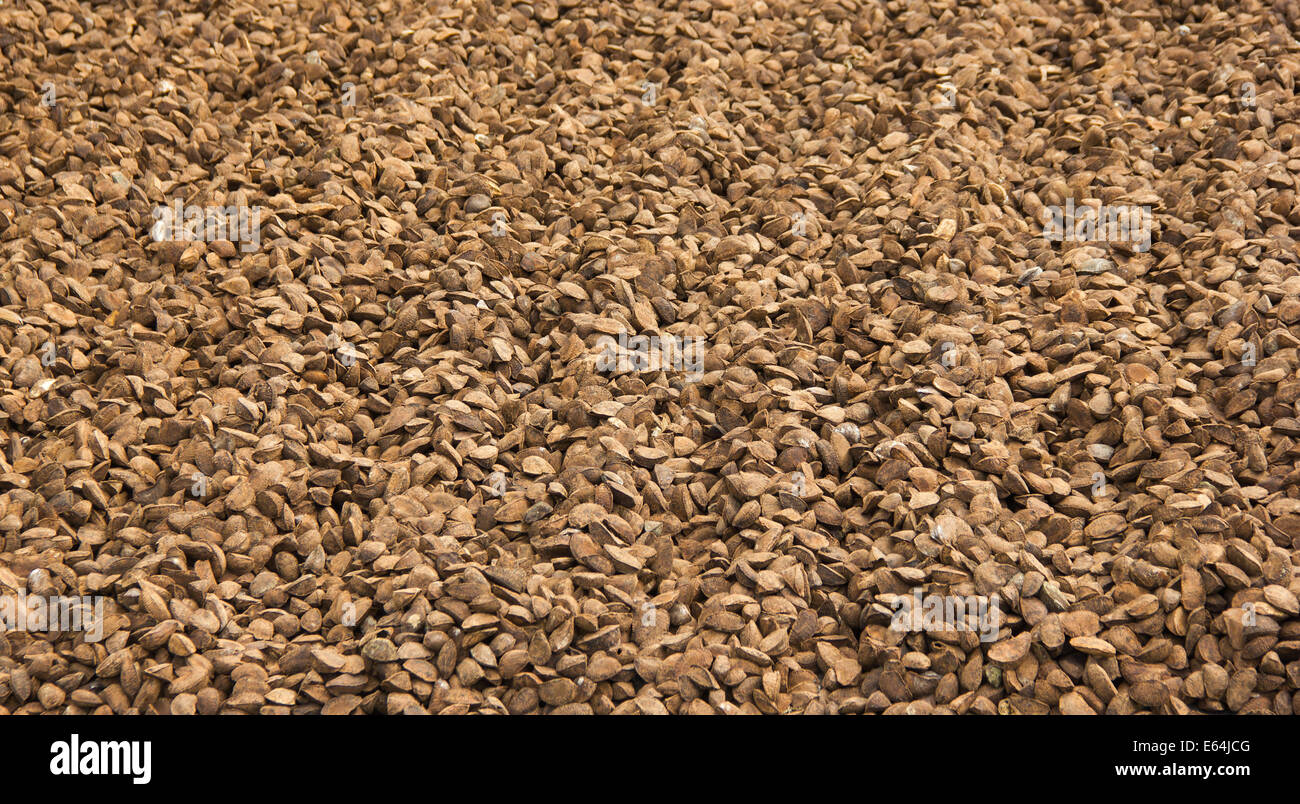 Huge amount of Brazil nuts drying at the sun in artesanal production ...