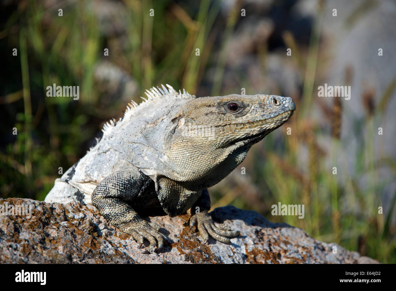 Yucatan wildlife hi-res stock photography and images - Alamy