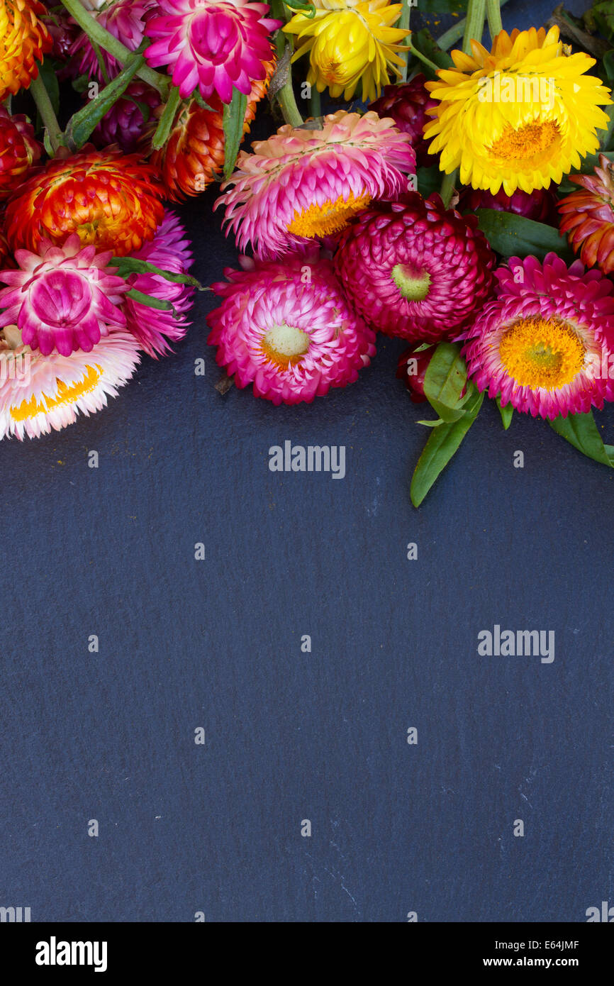 Bouquet of Everlasting flowers Stock Photo - Alamy