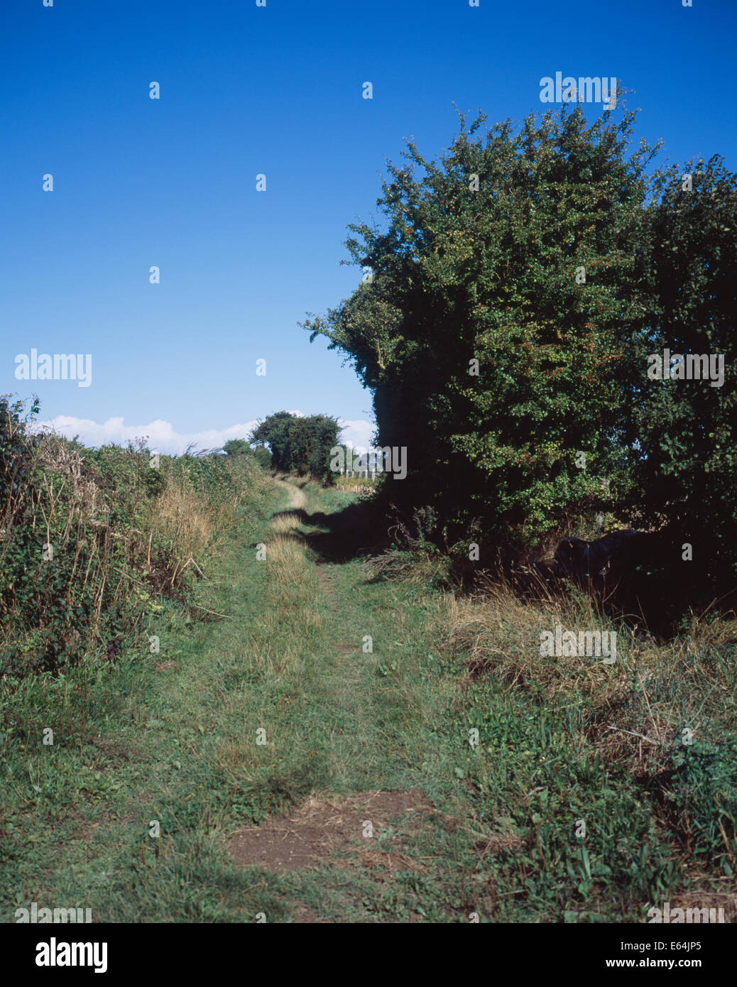 Hawthorn trees hi-res stock photography and images - Alamy