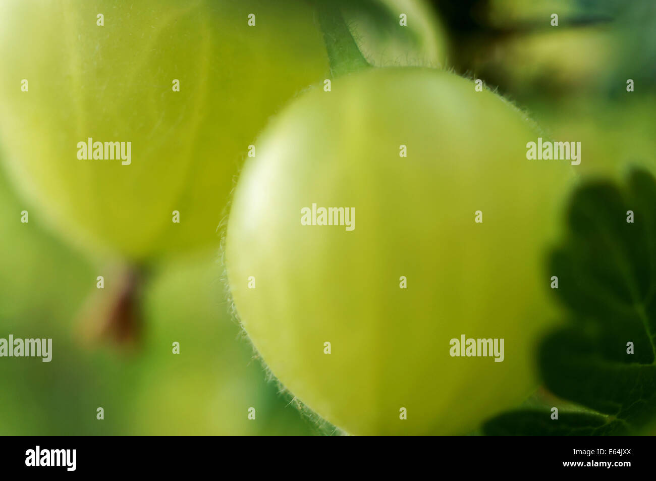 a close-up macro of the beauty structure and color of a gooseberry ...