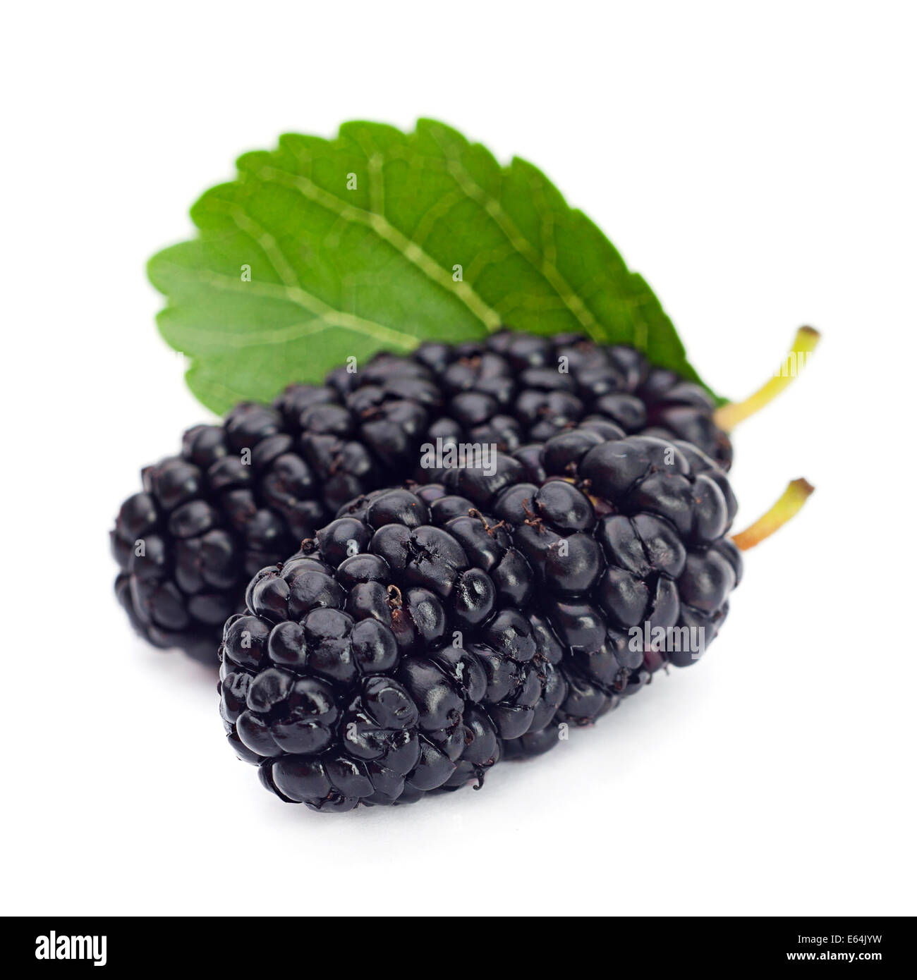 Black mulberry fruit closeup isolated on white Stock Photo - Alamy