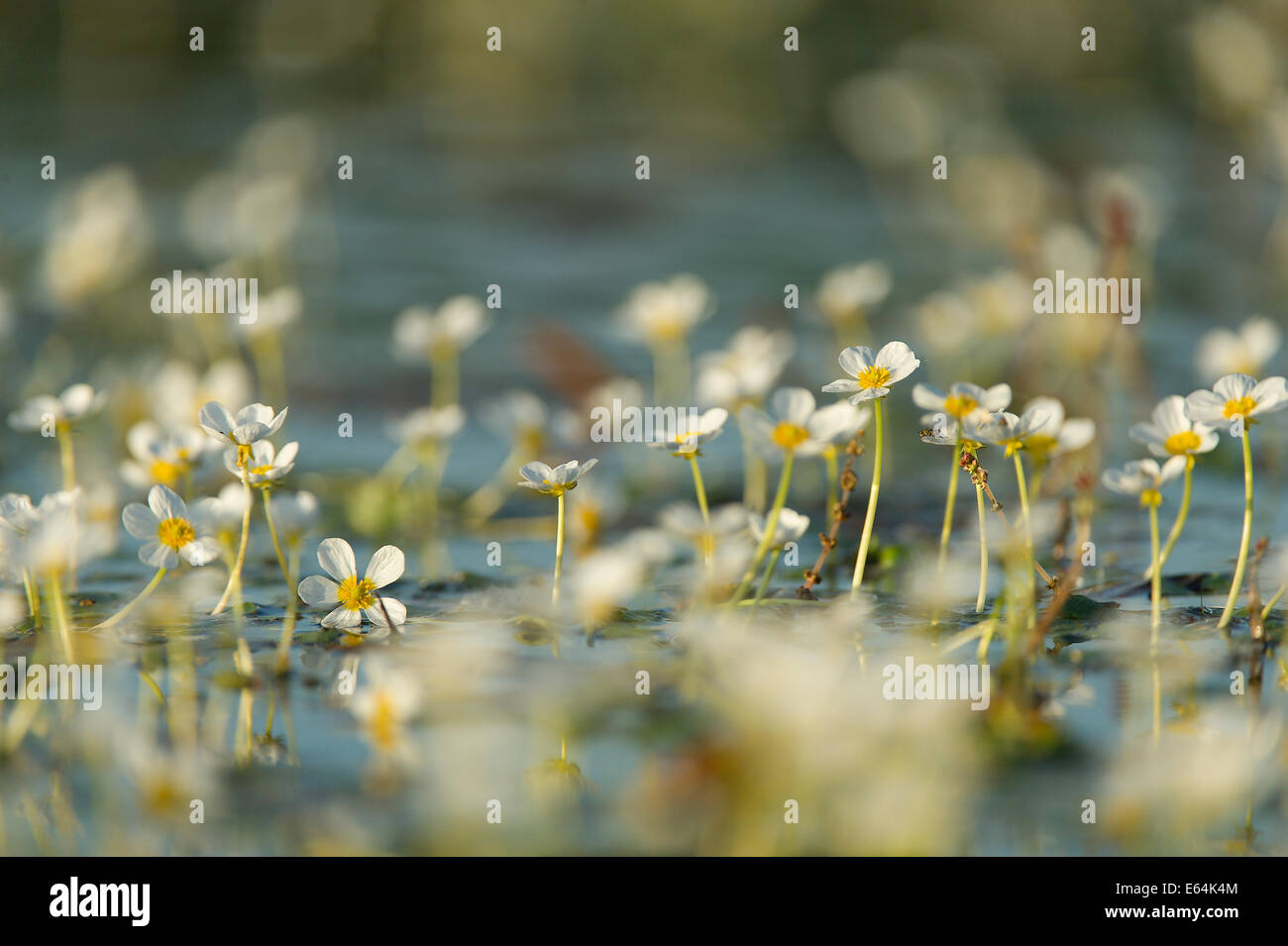 Swamp flowers hi-res stock photography and images - Alamy