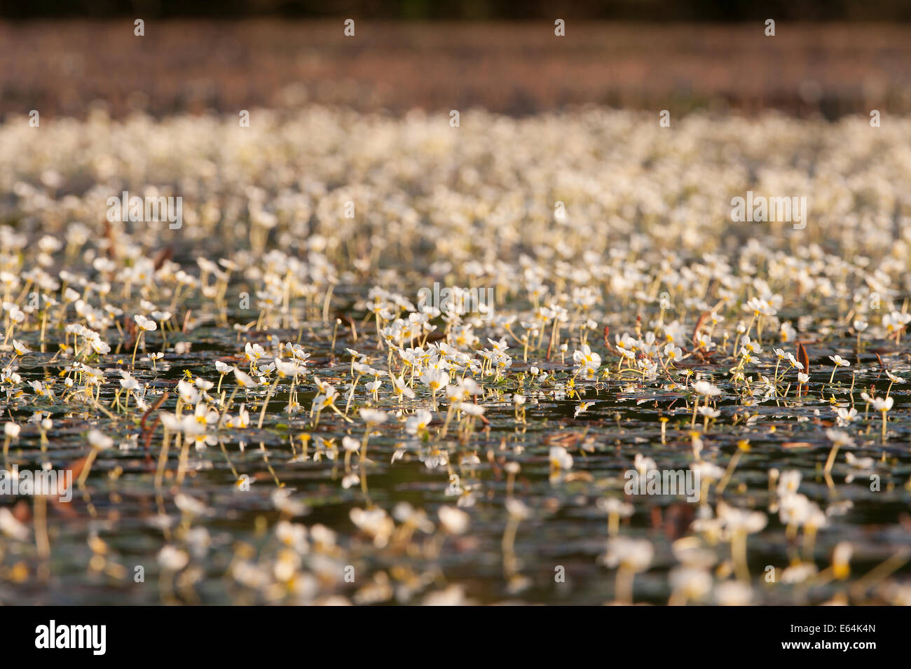 Flowers growing on a swamp in la Dombes region, Ain department, France ...