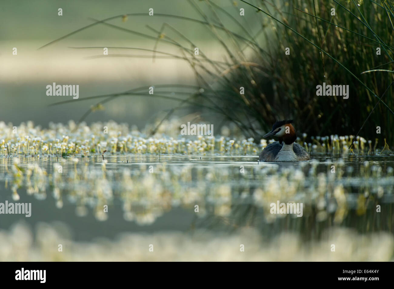 Morning atmosphere on a swamp in la Dombes region, Ain department ...