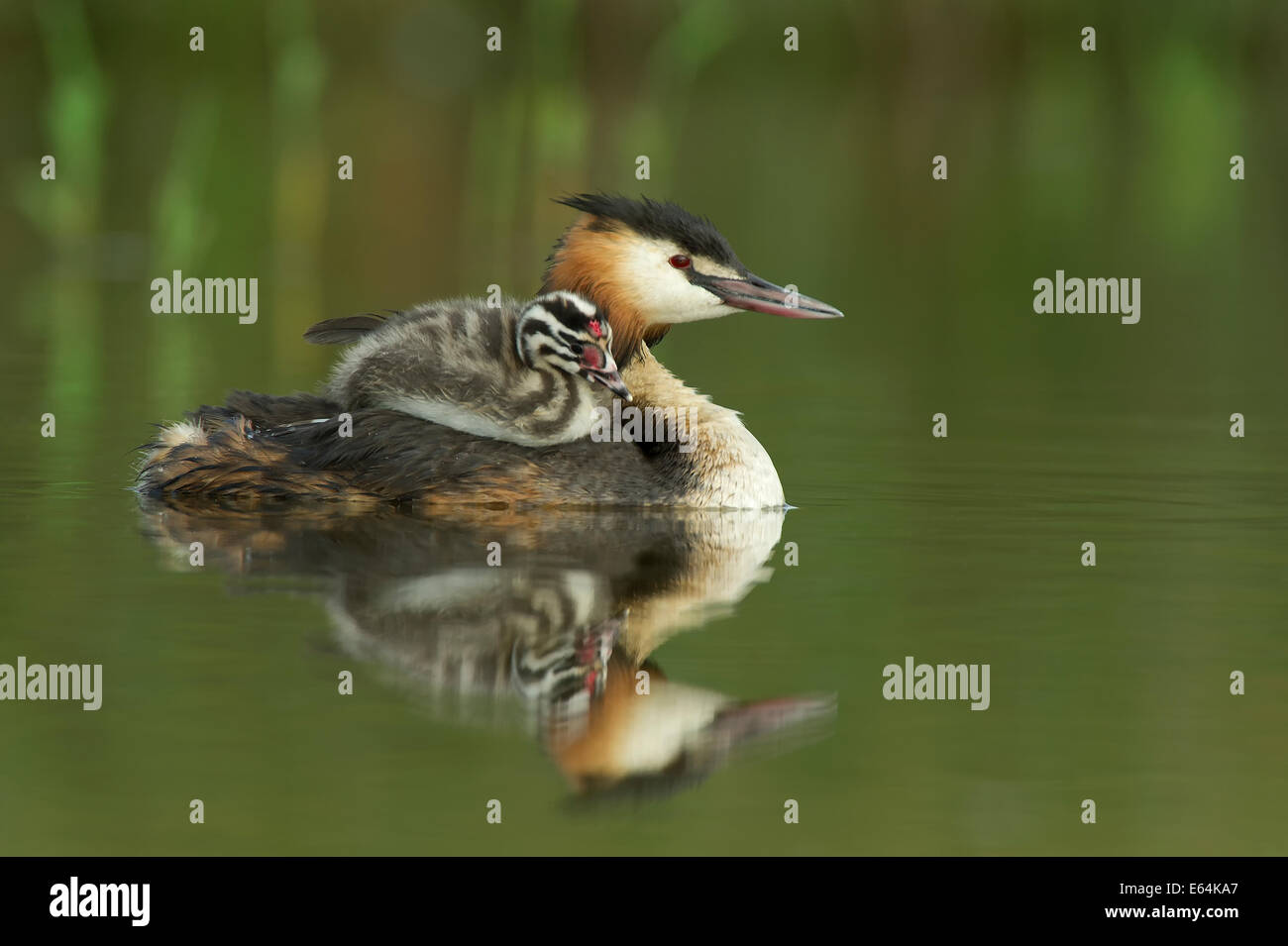 Great Crested Grebe chicks on the back of an adult in a swamp in la ...