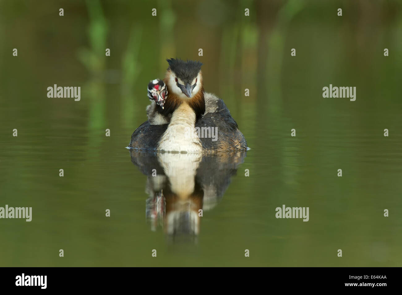 Great Crested Grebe chicks on the back of an adult in a swamp in la ...