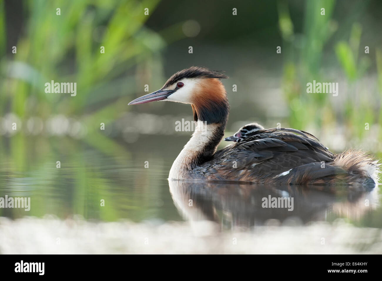 Great Crested Grebe chicks on the back of an adult in a swamp in la ...