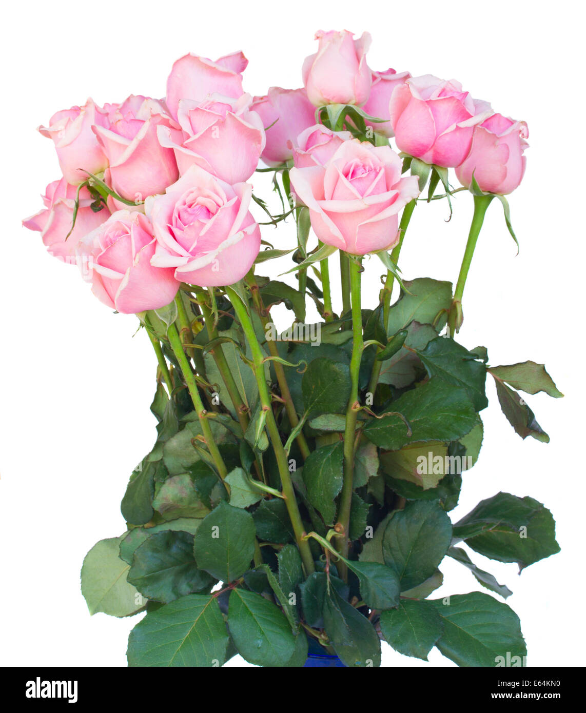 bunch of fresh pink roses Stock Photo - Alamy