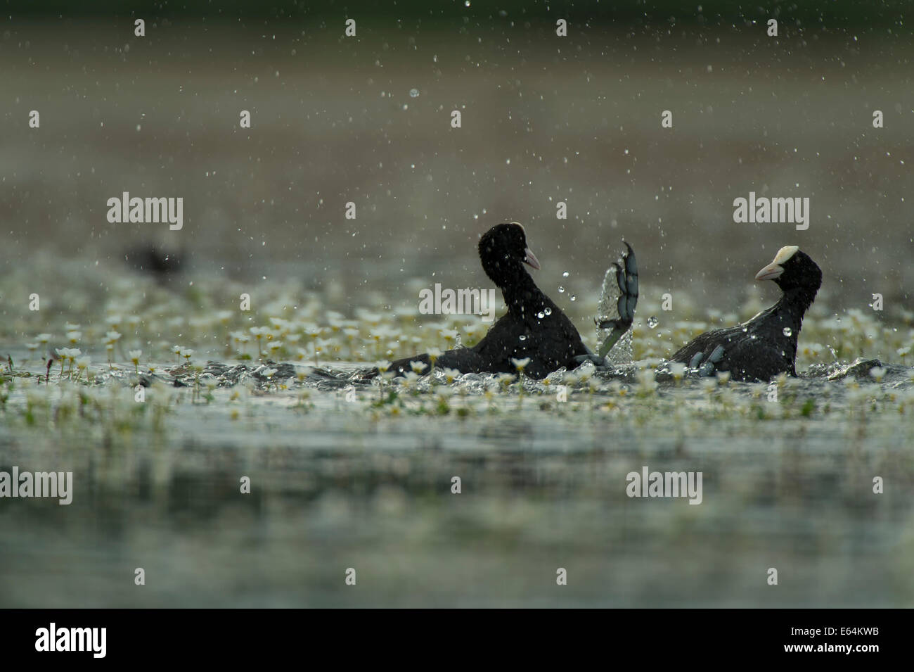 Eurasian coots fighting hi-res stock photography and images - Alamy