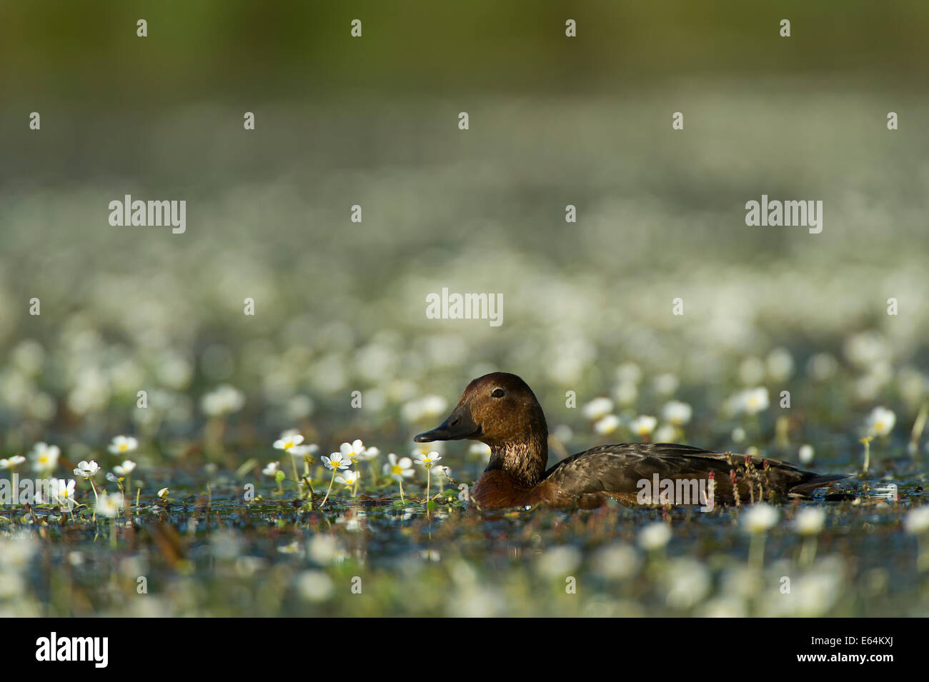 Garganey scientific name hi-res stock photography and images - Alamy
