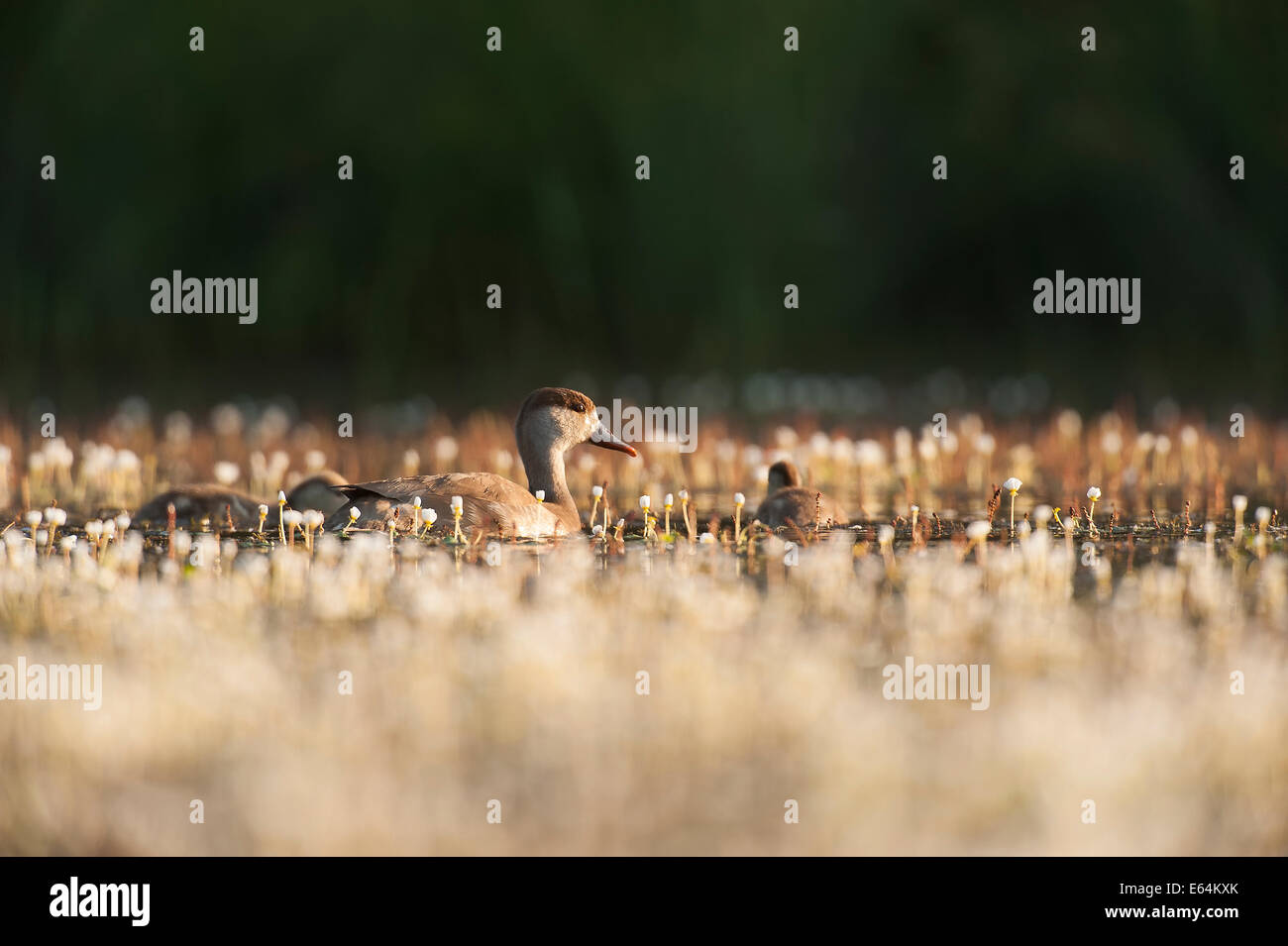 Garganey scientific name hi-res stock photography and images - Alamy