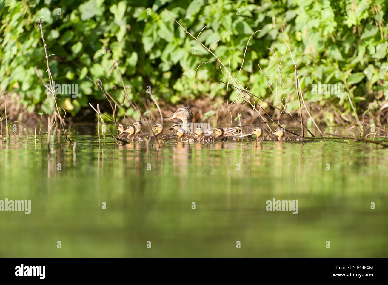 Garganey scientific name hi-res stock photography and images - Alamy
