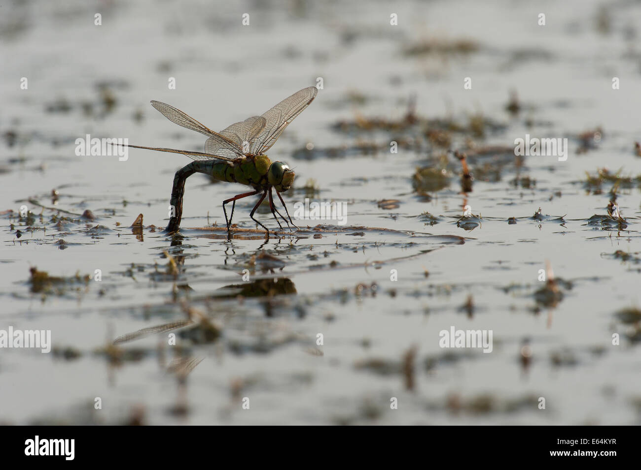 Dragonfly swamp hi-res stock photography and images - Alamy