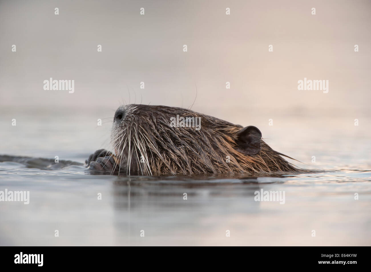 Dombes region hi-res stock photography and images - Alamy