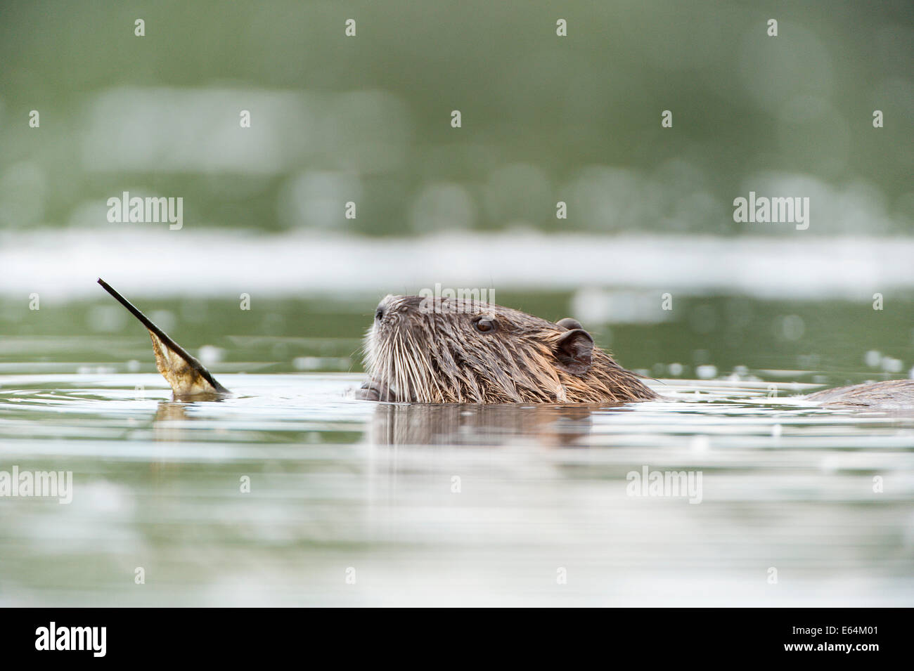 Dombes region hi-res stock photography and images - Alamy