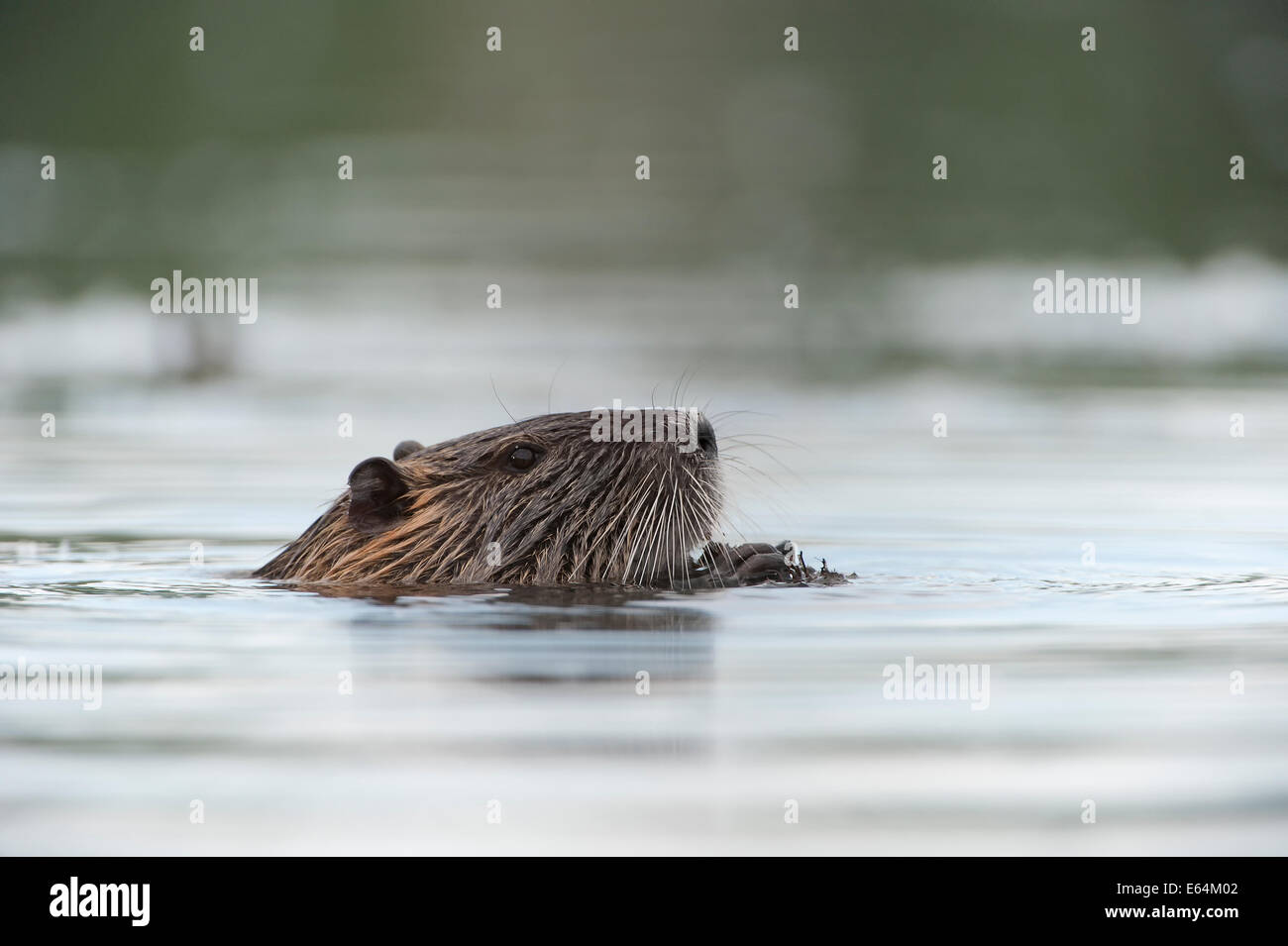 Dombes region hi-res stock photography and images - Alamy