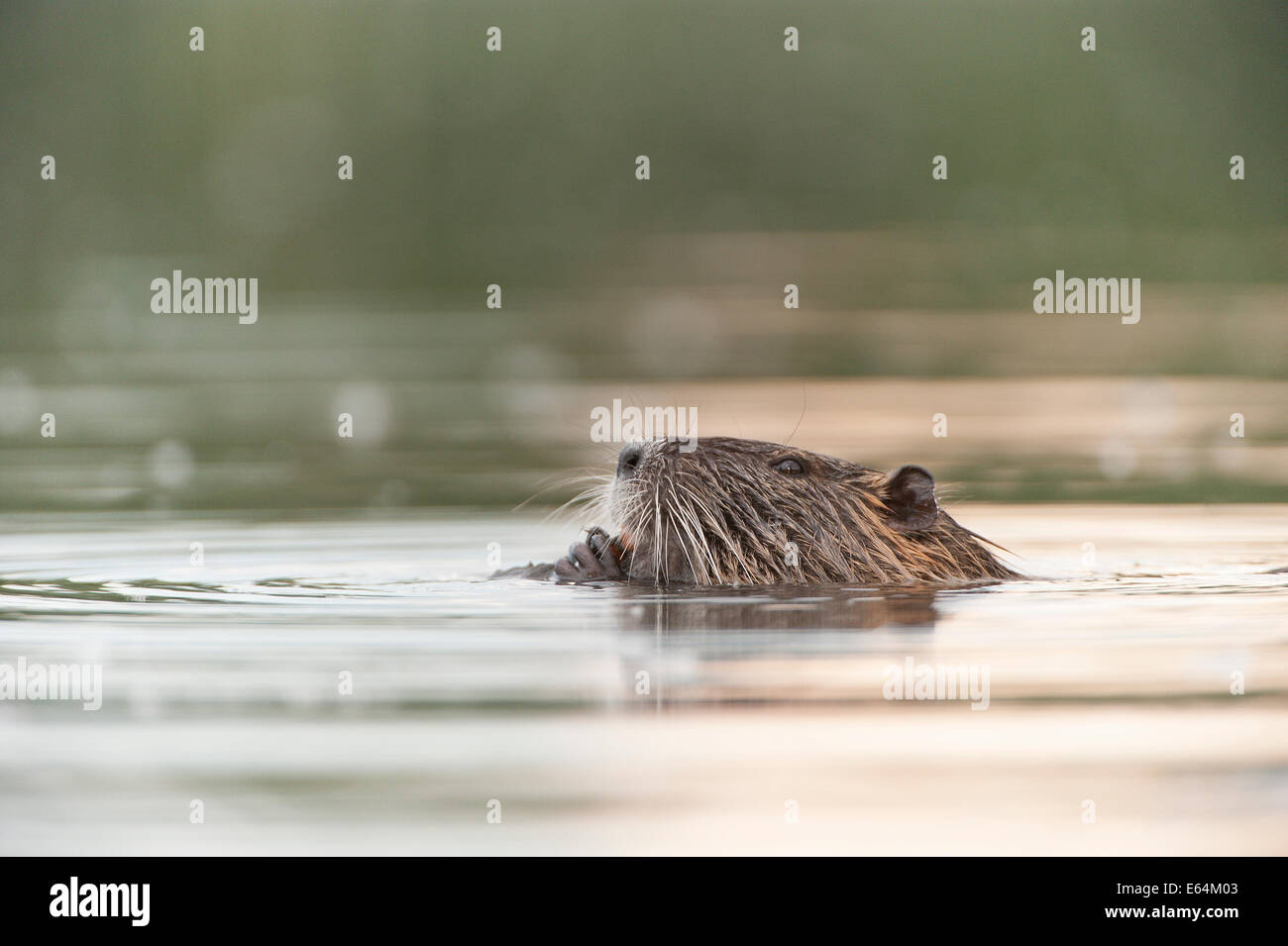 Dombes region hi-res stock photography and images - Alamy