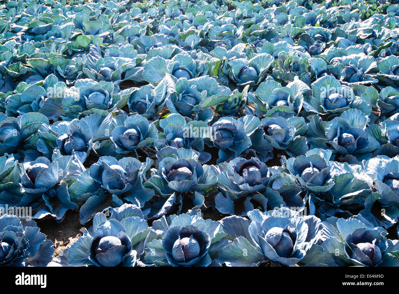 Blue cabbage field hi-res stock photography and images - Alamy