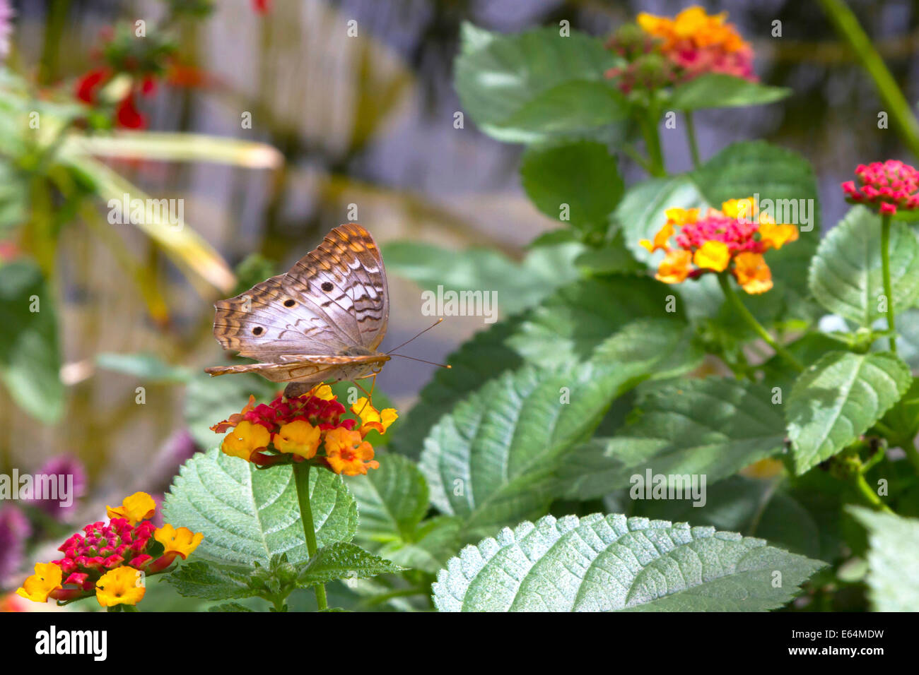 Mulit colored flowers hi-res stock photography and images - Alamy