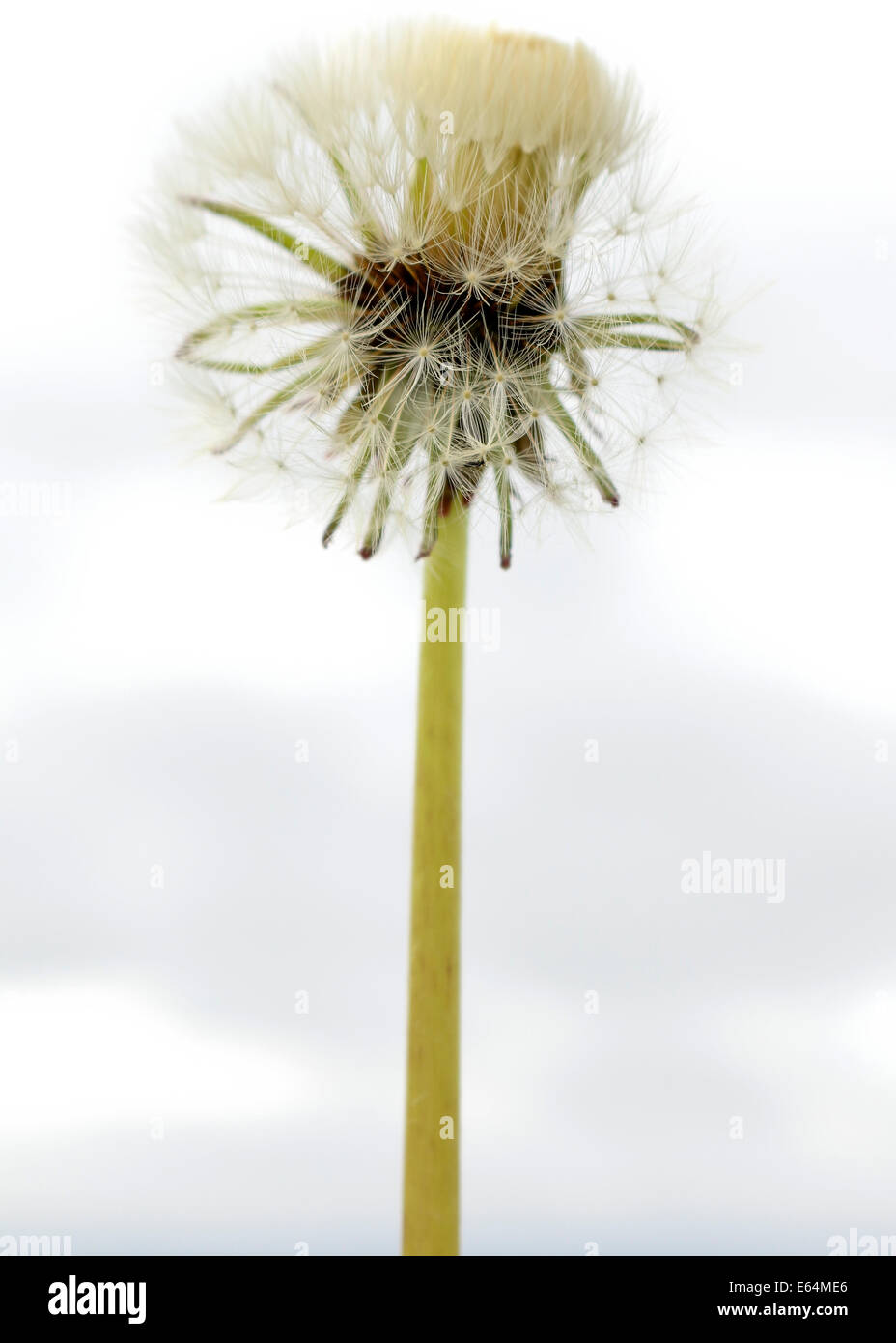 Dandelions seed hi-res stock photography and images - Alamy