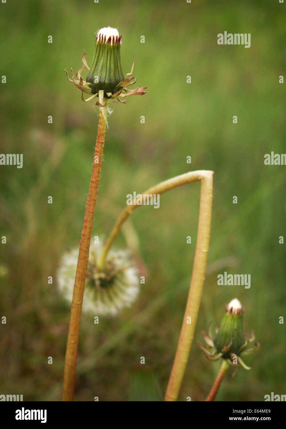 Dandelions seed hi-res stock photography and images - Alamy