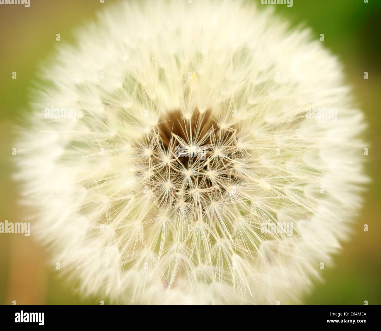 Dandelions seed hi-res stock photography and images - Alamy