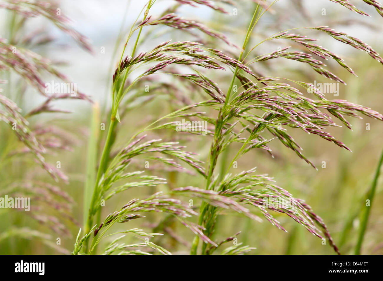 Reeds on a windy day Stock Photo - Alamy