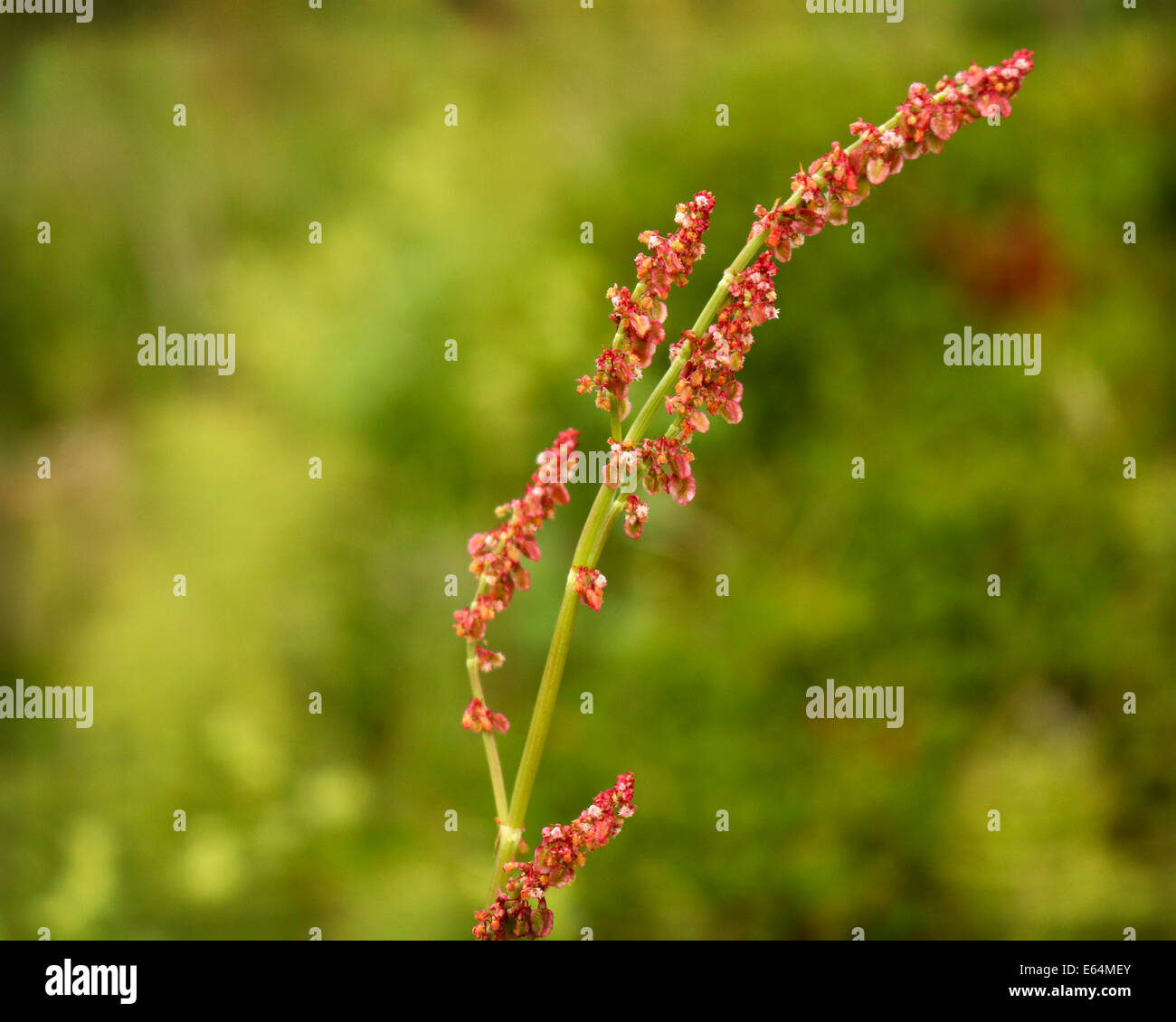 Red reed grass hi-res stock photography and images - Alamy