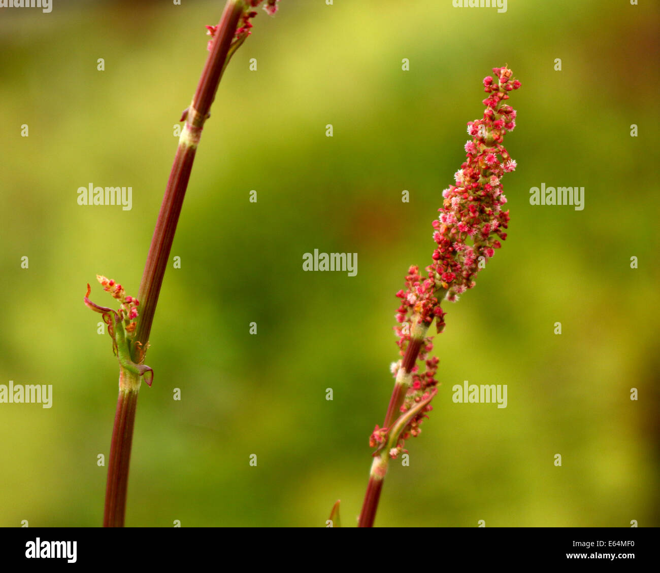 Red reed grass hi-res stock photography and images - Alamy