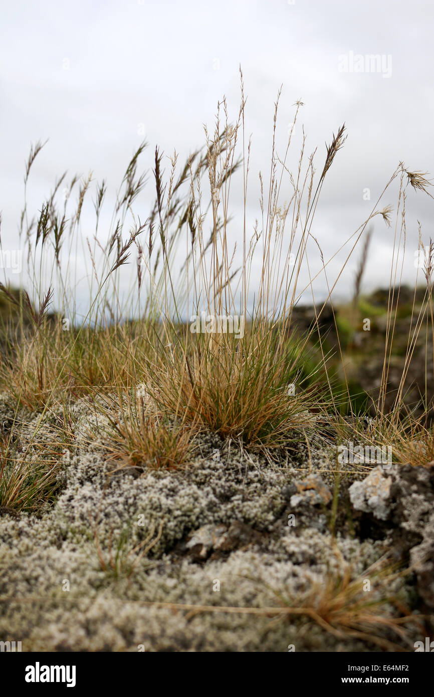 Reed plants grass green hi-res stock photography and images - Alamy
