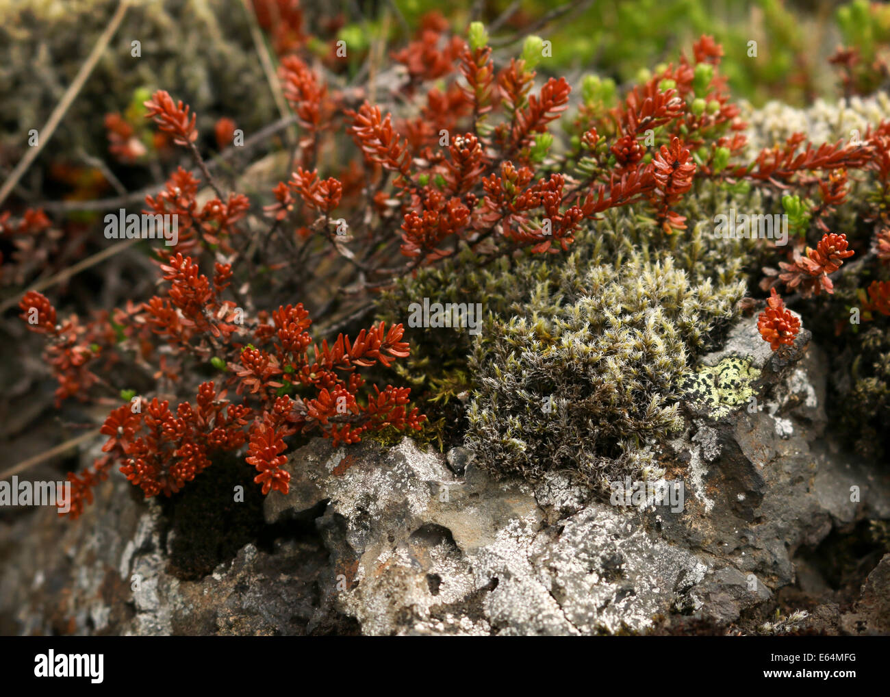 Moss berry hi-res stock photography and images - Alamy