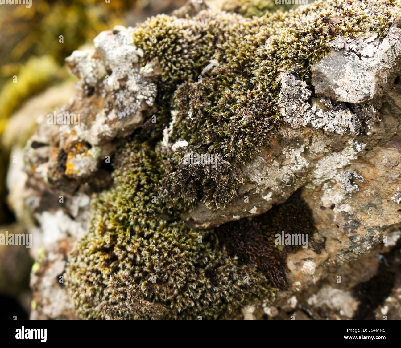 Moss rock grass hi-res stock photography and images - Alamy