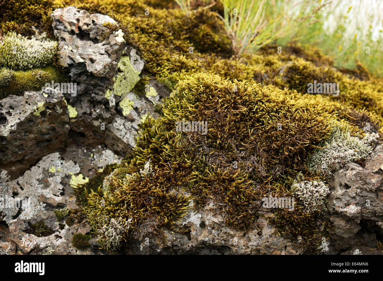 Moss on Rock Stock Photo - Alamy